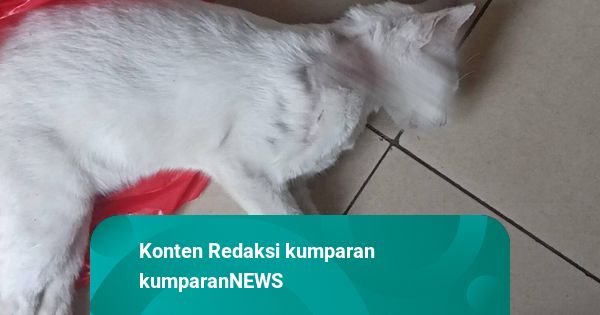 Penyebab Kematian Misterius Puluhan Kucing di Jakut: Radang Usus ... Penyebab Kematian Misterius Puluhan Kucing di Jakut: Radang Usus ...